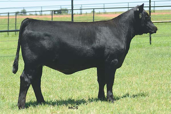 The Gathering At Red Bluff, Elite Angus Gen